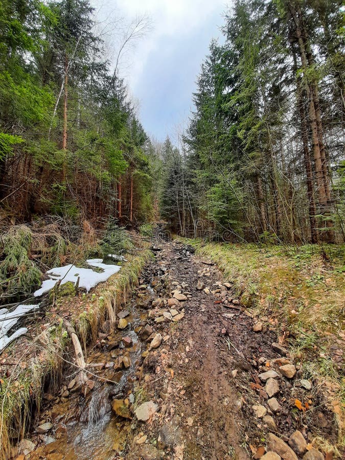 Forest road. stock image. Image of stream, river, wetland - 217996263