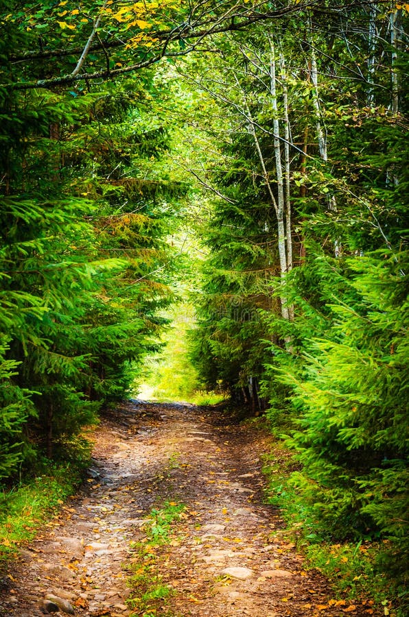 Beautiful Forest Road. Summer in the Mountains Stock Image - Image of ...
