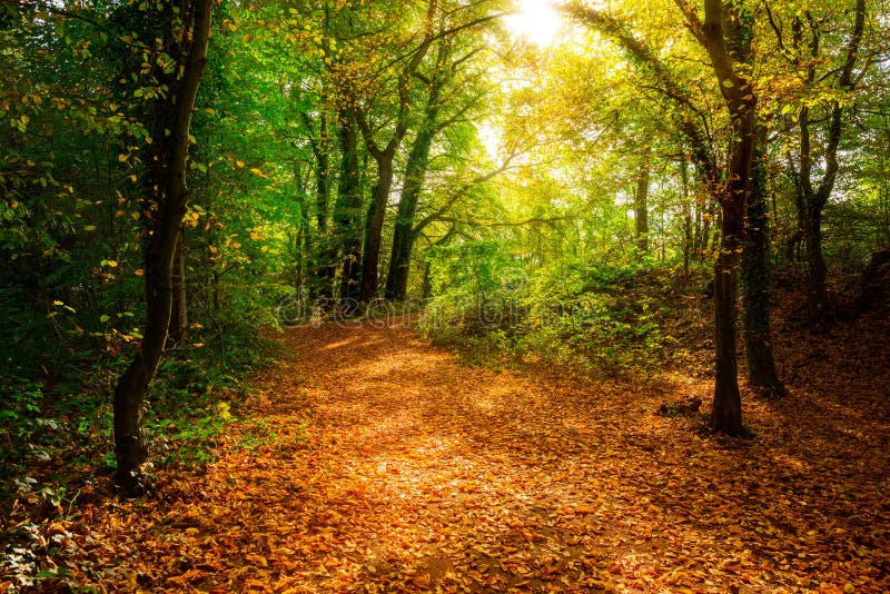 Beautiful forest stock photo. Image of outdoor, leaves - 103060814