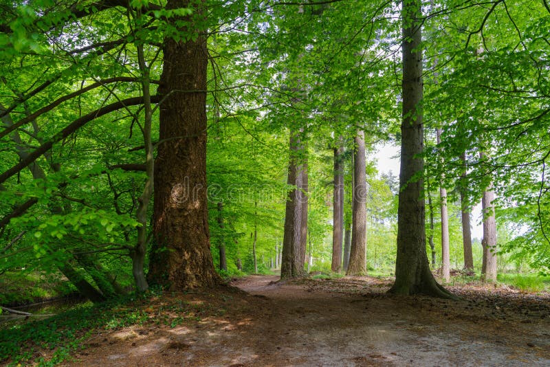 Beautiful forest scene stock photo. Image of nature - 256581688