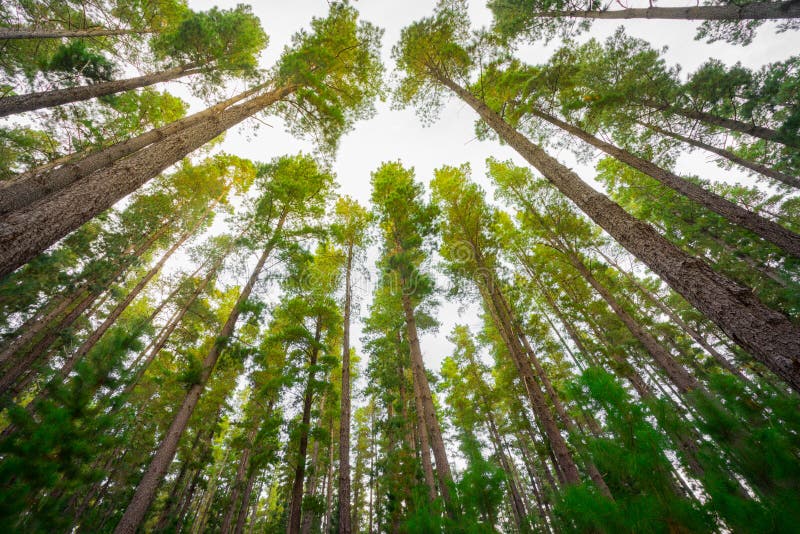 Looking Up stock image. Image of landscape, beauty, travel - 114022073