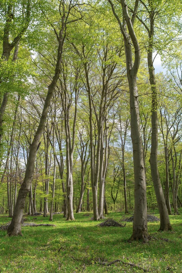 Beautiful Forest Scenery. Amazing Landscape Stock Photo - Image of ...