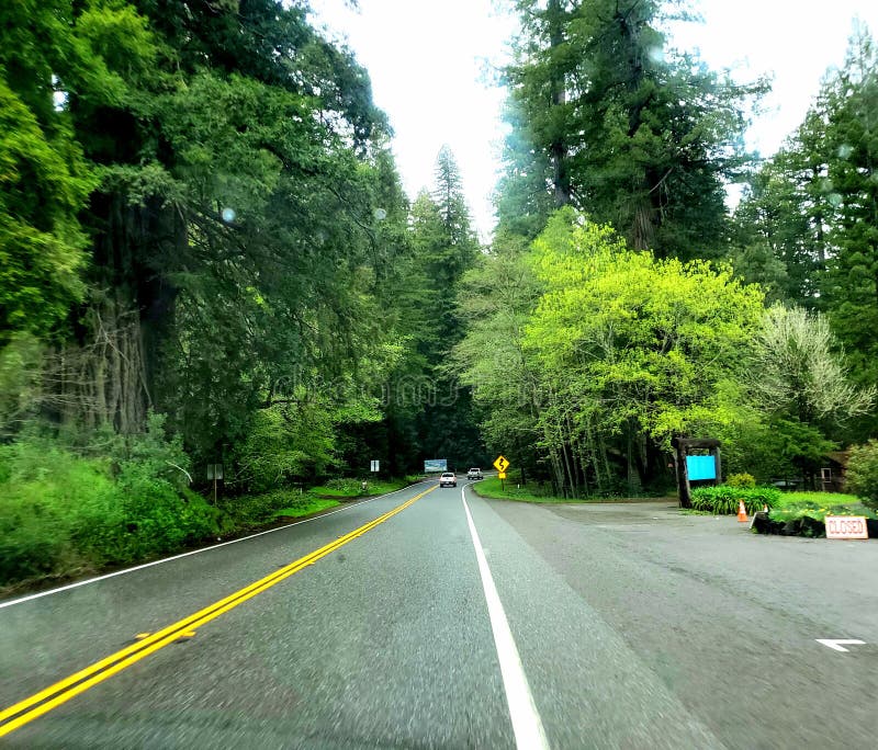 Beautiful Forest Scenery! stock photo. Image of road - 146335594