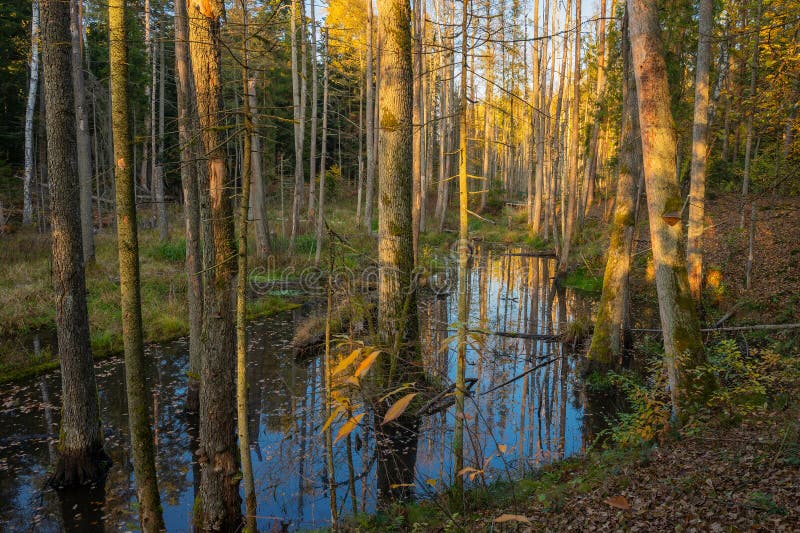 Beautiful Forest Scenery with Sun Illuminated Trees Standing in Small ...