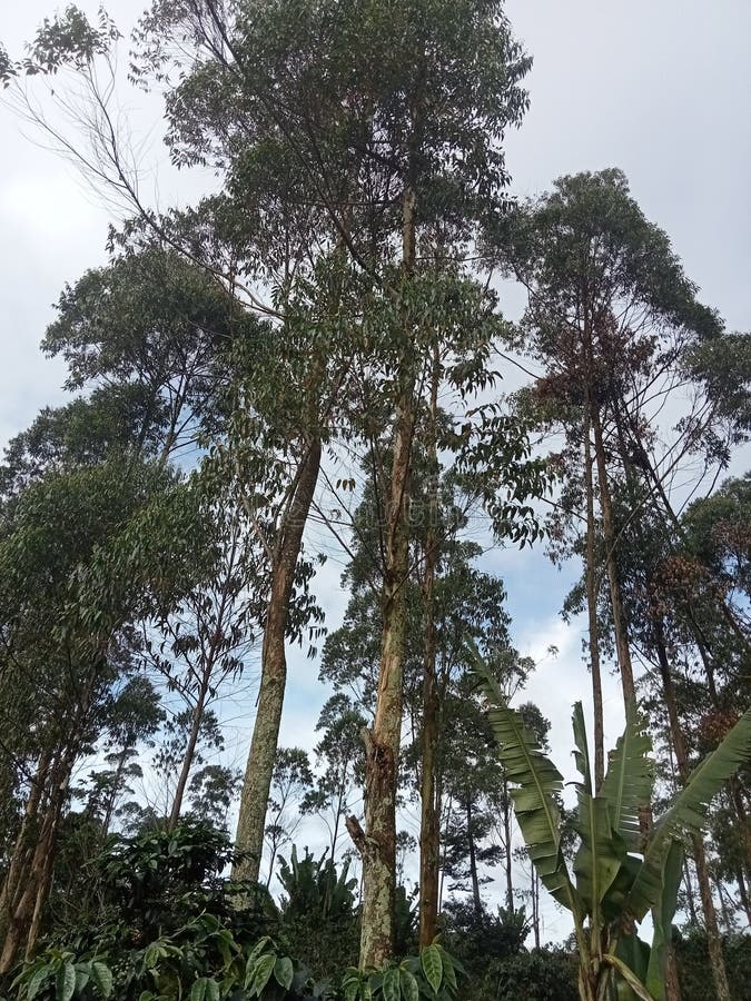Beautiful Forest with Shady and Tall Trees Stock Image - Image of ...
