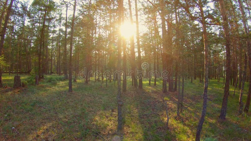 Beautiful forest shot stock video. Video of solar, beautiful - 152960679