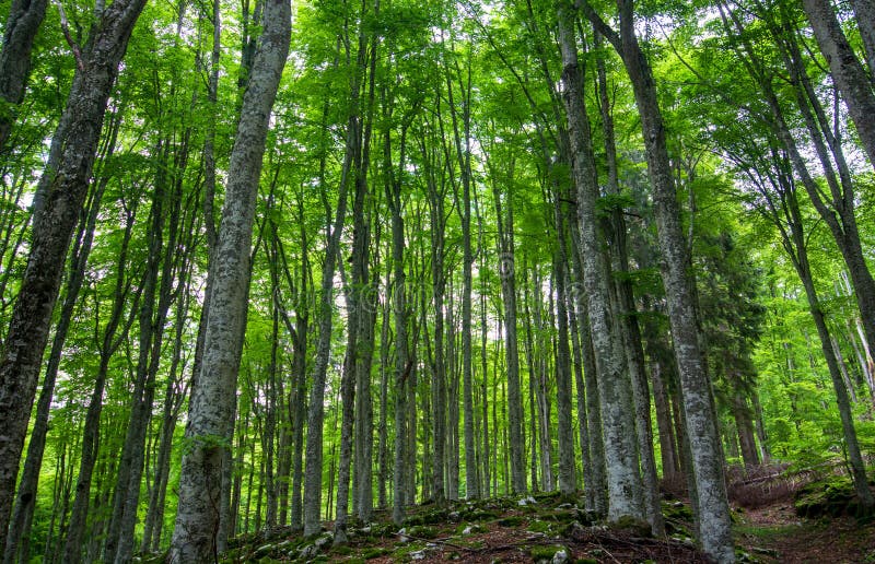 A Beautiful Forest in Spring Stock Photo - Image of canada, leaves ...