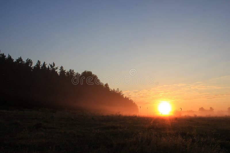 Beautiful Forest in Spring with Bright Sun Shining through Stock Photo ...