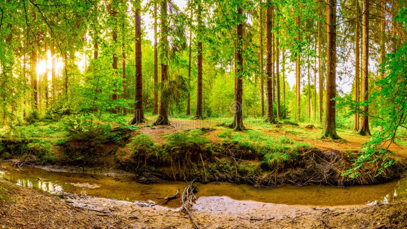 Wonderful Forest in Bright Sunlight Stock Image - Image of path ...