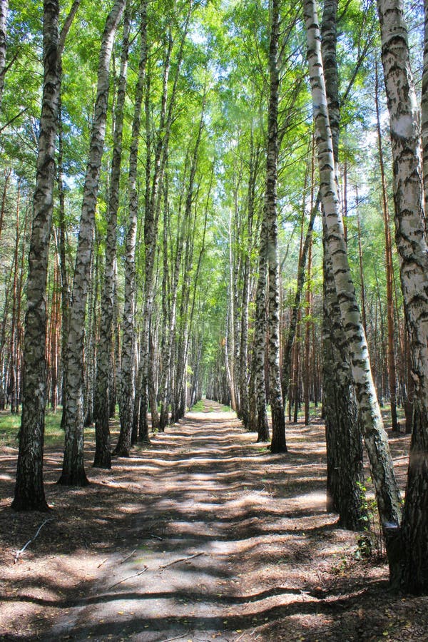 Beautiful Forest in Spring with Bright Sun Shining through Stock Image ...