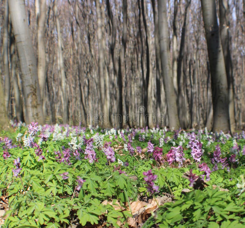 Beautiful forest at spring stock photo. Image of spring - 255026636