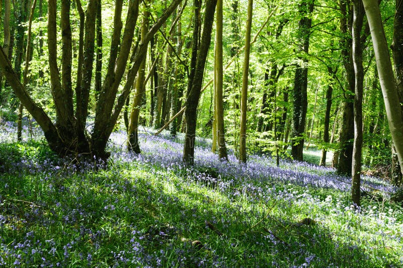 Beautiful Forest on a Spring Time Stock Photo - Image of outdoor ...