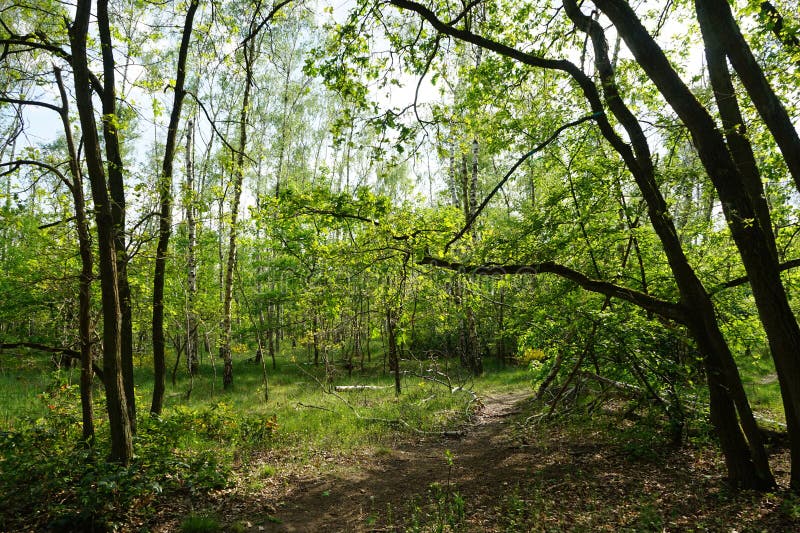 Beautiful Forest with Spring Vegetation in May. Berlin, Germany Stock ...