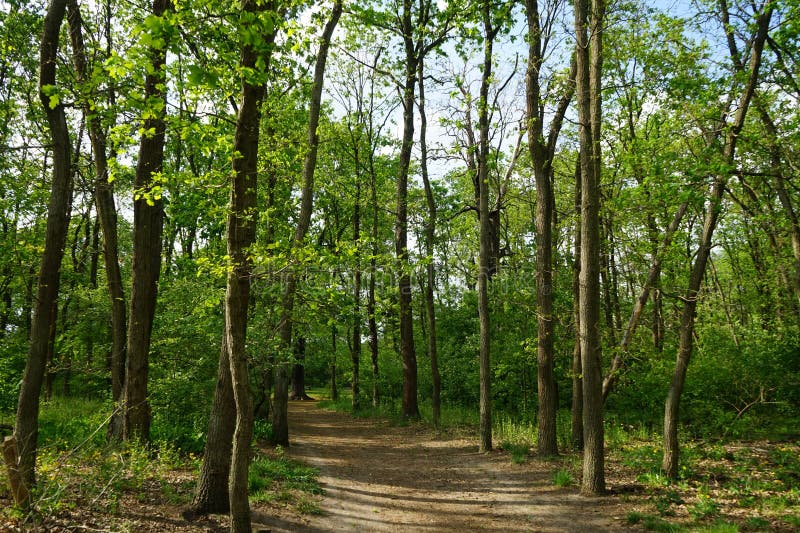 Beautiful Forest with Spring Vegetation in May. Berlin, Germany Stock ...