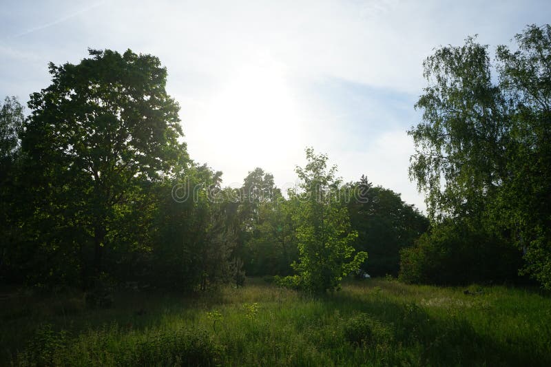 Beautiful Forest with Spring Vegetation in May. Berlin, Germany Stock ...
