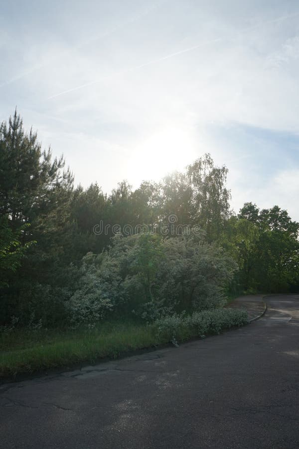 Beautiful Forest with Spring Vegetation in May. Berlin, Germany Stock ...