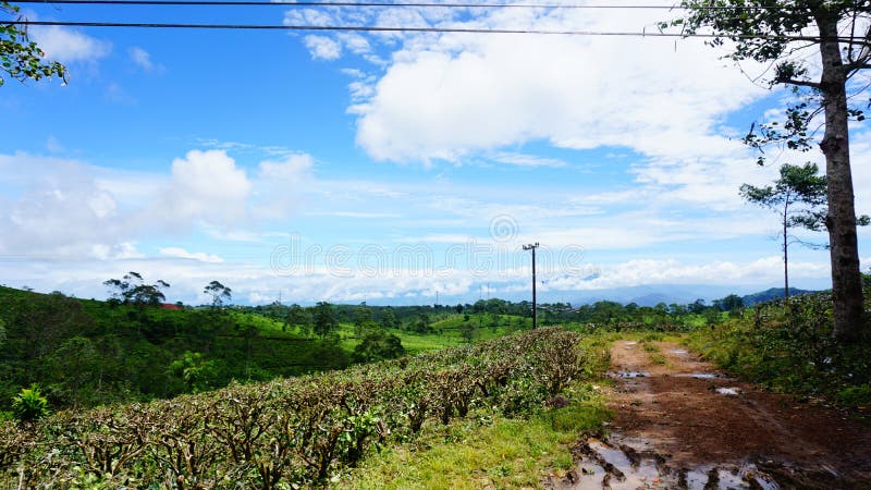 Forest at West Java Indonesia Stock Photo - Image of west, green: 118700384