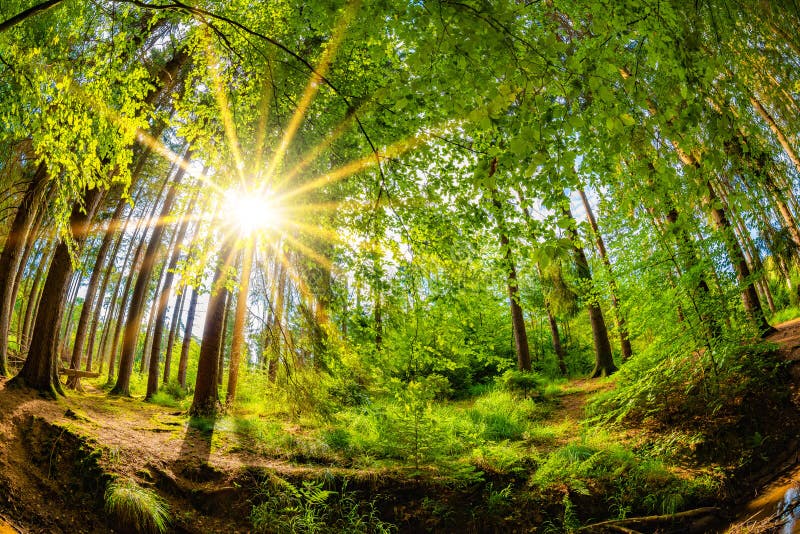 Forest with Brook and Bright Sun Stock Photo - Image of gorgeous ...