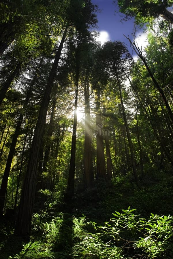 Beautiful Forest With Sun Rays Stock Image - Image of bark, natural ...