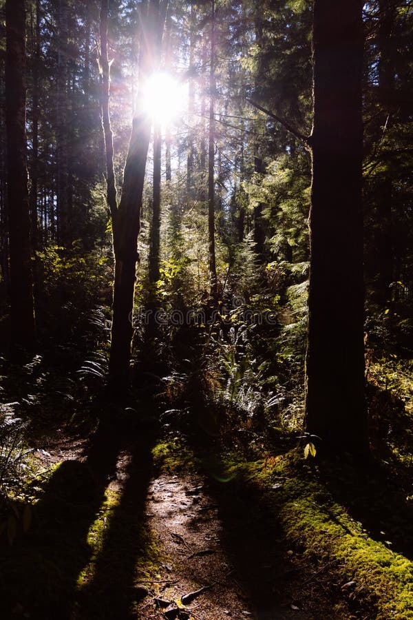 Beautiful Forest with Sun Shining through Trees Stock Photo - Image of ...