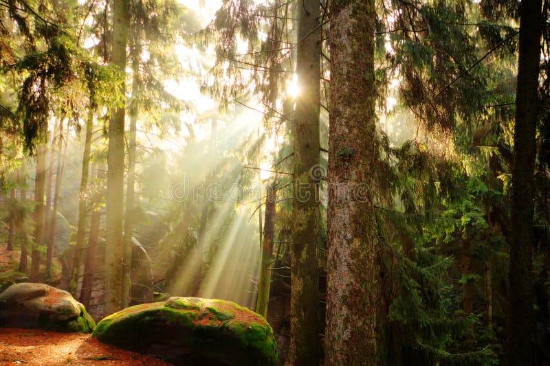 Beautiful Forest and Sunbeams Stock Photo - Image of growth, fantasy ...