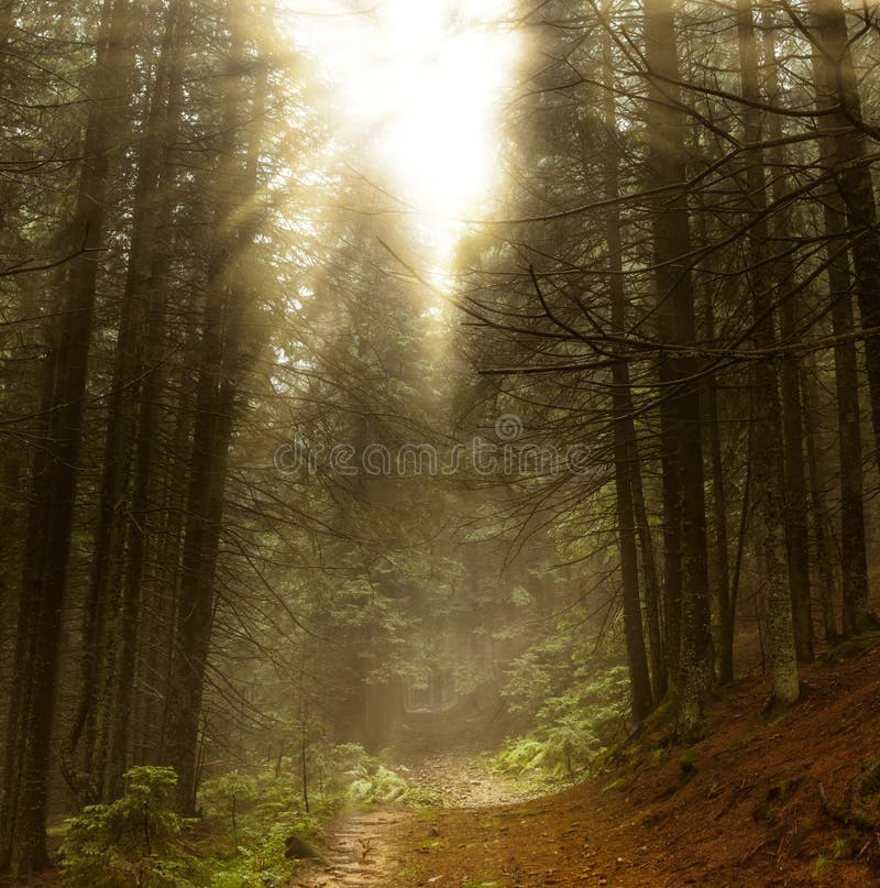 Beautiful Forest and Sunbeams Stock Photo - Image of path, park: 96232262
