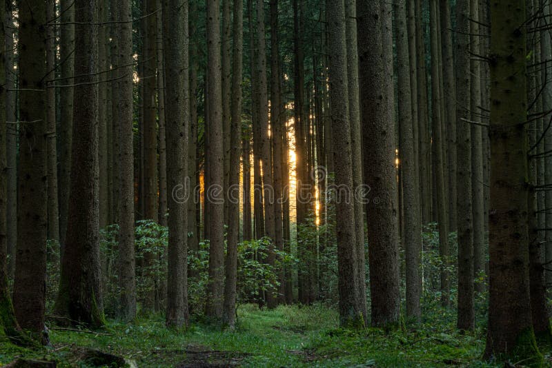 Beautiful Forest in Sunlight in Summer Stock Photo - Image of magical ...