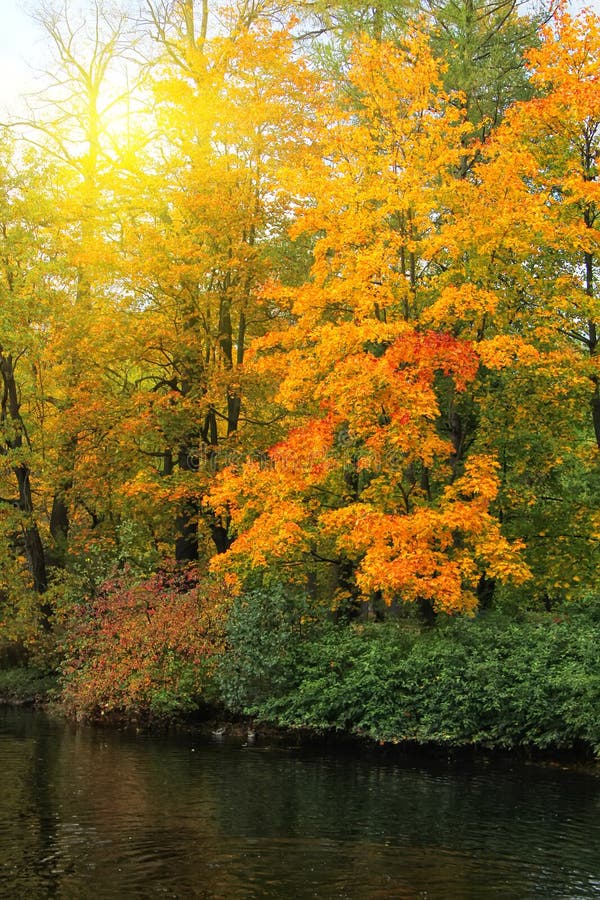 Beautiful Forest at Sunrise in Autumn Time Stock Image - Image of scene ...