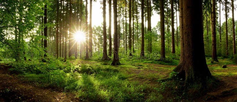 Beautiful Forest at Sunrise Stock Image - Image of light, ecosystem ...