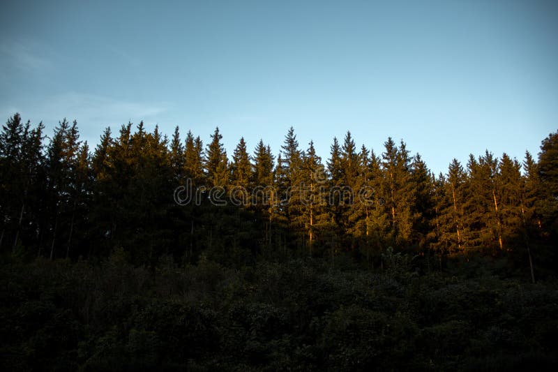 Beautiful Forest at Sunset. Pine Forest Stock Image - Image of travel ...