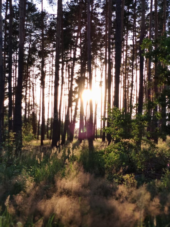 Beautiful Forest with Sunset through Pine Trees Stock Image - Image of ...