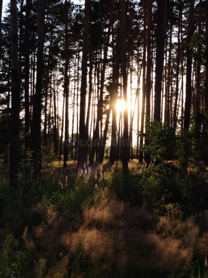 Beautiful Forest with Sunset through Pine Trees Stock Image - Image of ...