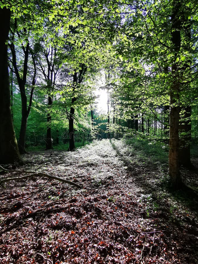 A Beautiful Forest with Sunshine Stock Photo - Image of sunshine ...