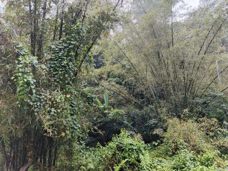 Beautiful swamp forest stock image. Image of beautiful - 326888113