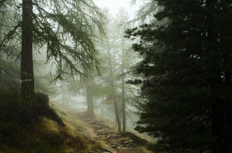 Beautiful Forest with Tall Trees Coated in Mist Stock Image - Image of ...