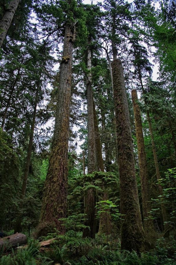 Beautiful Forest with Tall Trees Stock Image - Image of high, scene ...