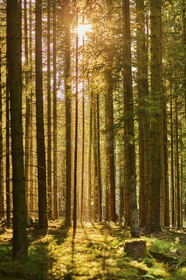 Beautiful Forest with Tall Trees and Sun Light Stock Image - Image of ...