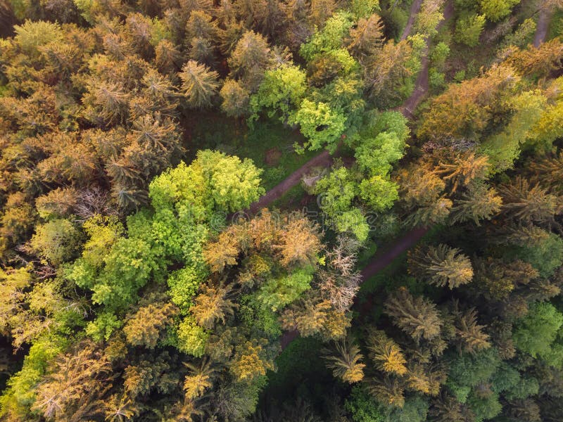 Beautiful Forest from Top View Stock Image - Image of tree, vegetation ...