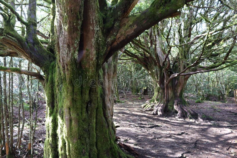 Beautiful Forest of Trees Rivers Waterfalls Water Green Moss Moisture ...
