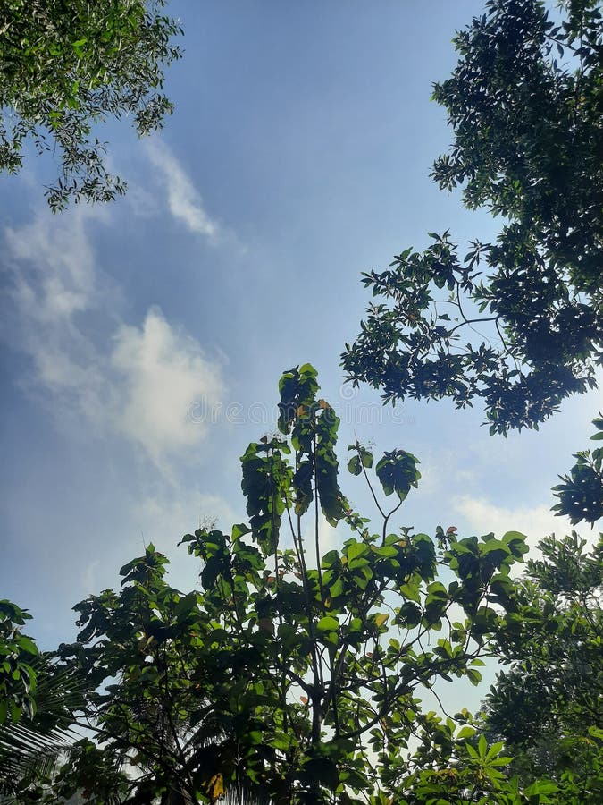 Beautiful Forest View Behind House in Village Stock Image - Image of ...