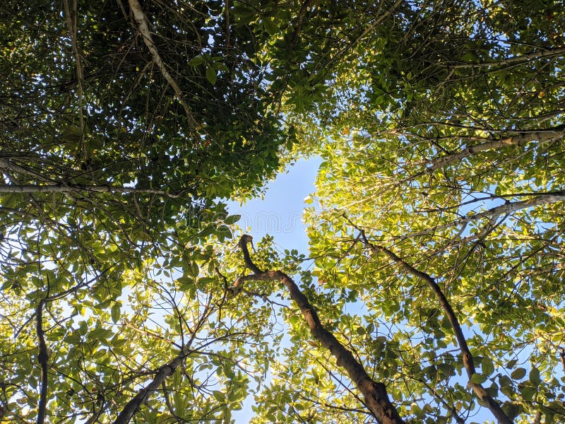 A Beautiful Forest with a View of the Sky in the Middle Seen from a Low ...