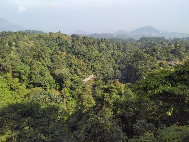 Beautiful Forest View from the Top of the Mountain Stock Image - Image ...