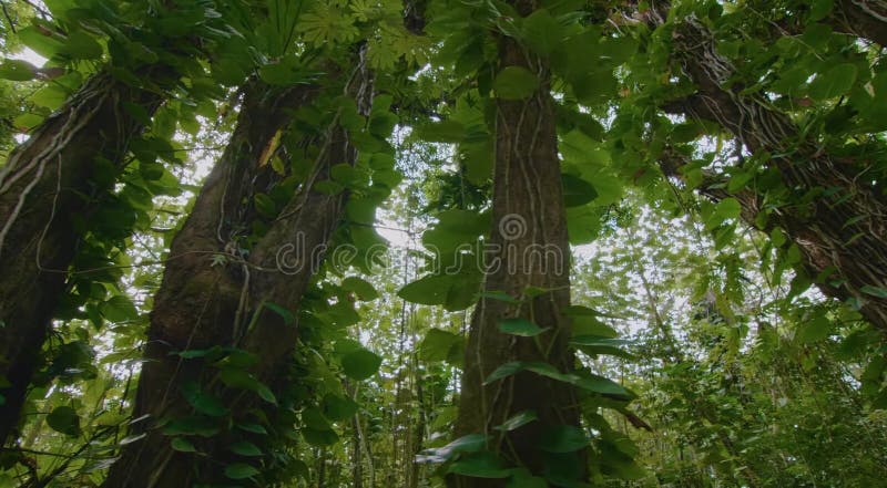 Beautiful Forest for Walking in Hawaii. Stock Image - Image of leaves ...