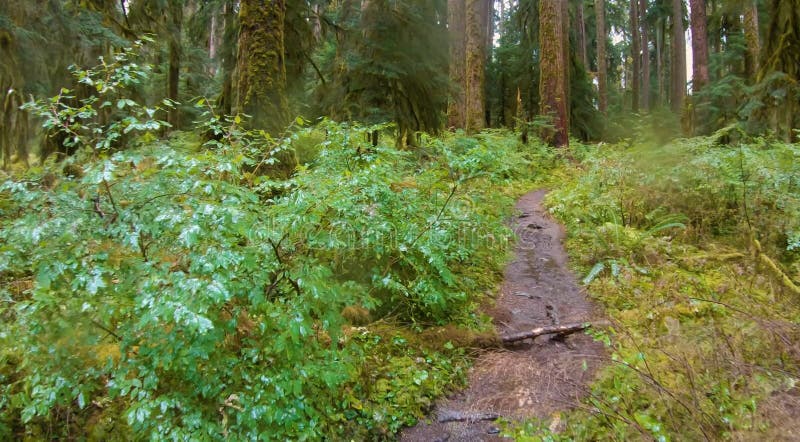 Beautiful Forest for Walking. Stock Photo - Image of exotic, holidays ...