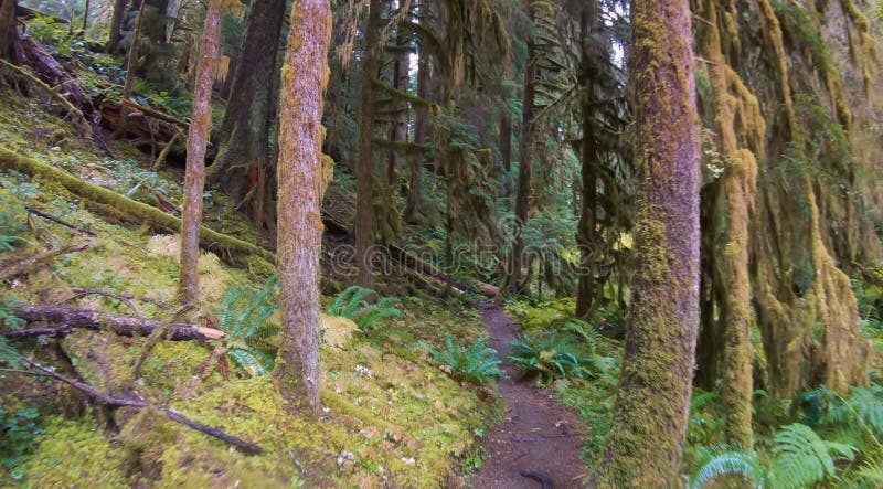 Beautiful Forest for Walking. Stock Image - Image of holidays, spruce ...