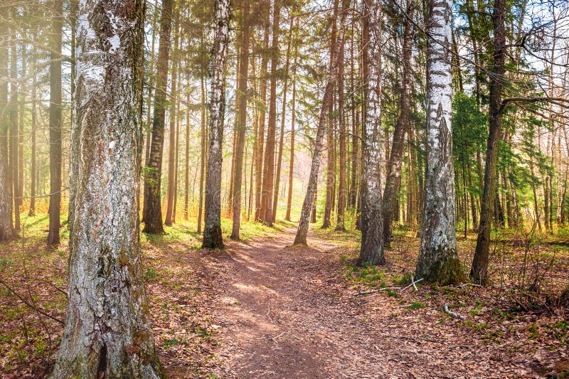 Beautiful Forest Wild with the Footpath in the Sun Stock Image - Image ...