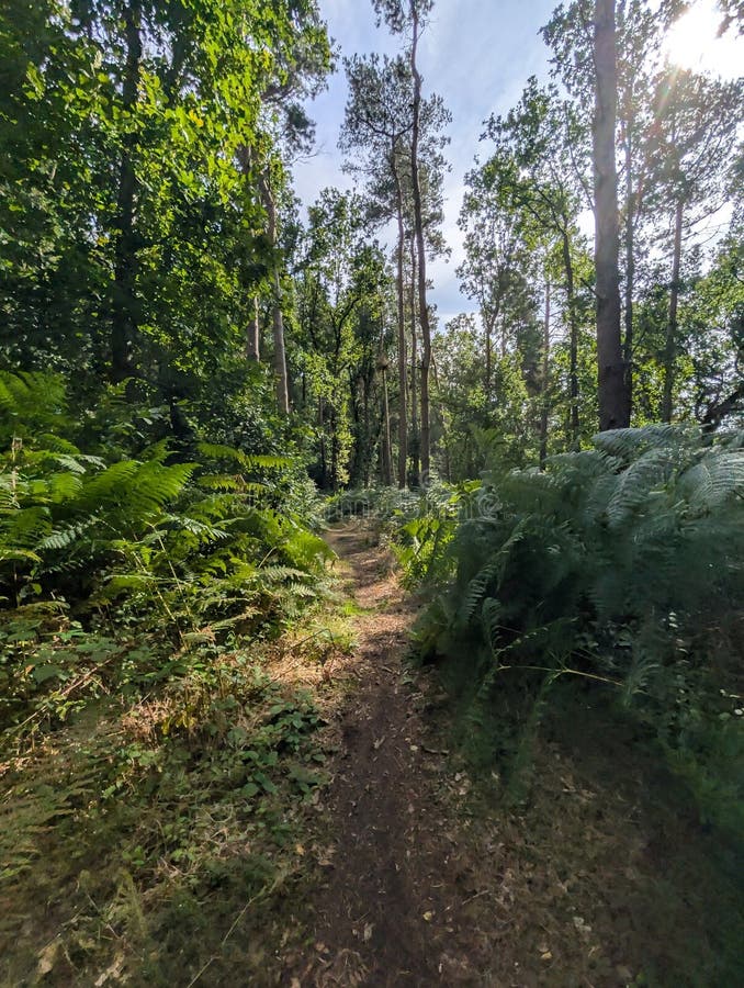 Beautiful Forested Areas Alpine Deciduous Temperate Forests of UK ...