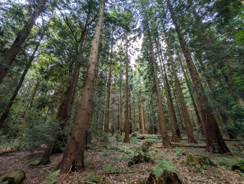 Beautiful Forested Areas Alpine Deciduous Temperate Forests of UK ...