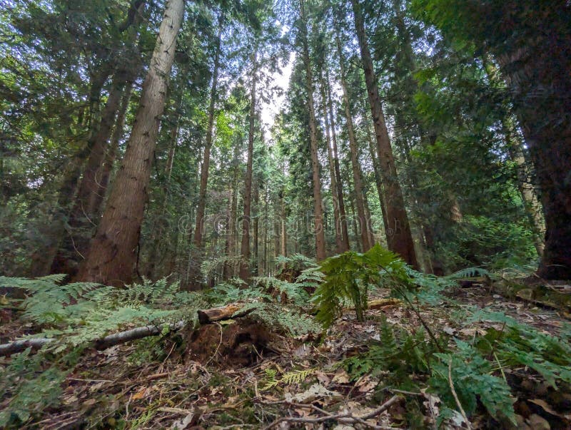 Beautiful Forested Areas Alpine Deciduous Temperate Forests of UK ...