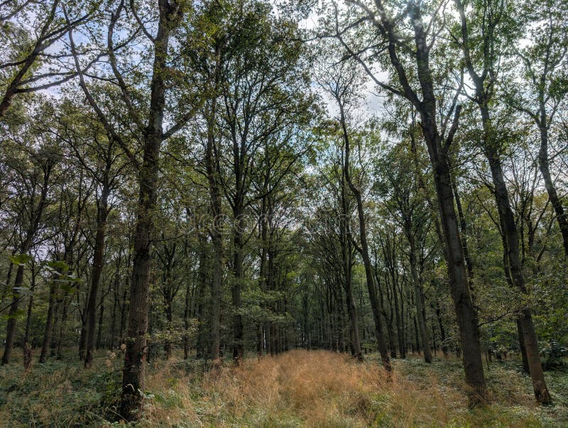Beautiful Forested Areas Alpine Deciduous Temperate Forests of UK ...